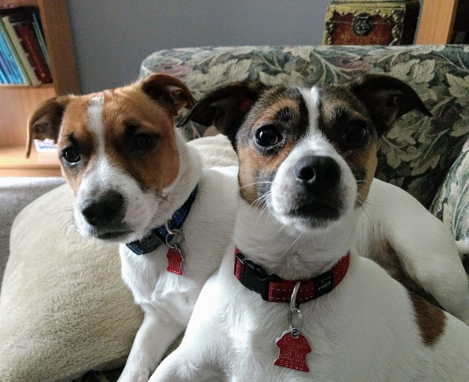 Latest Website Launched! MiloandJasper.ca - MEDIATOPIA